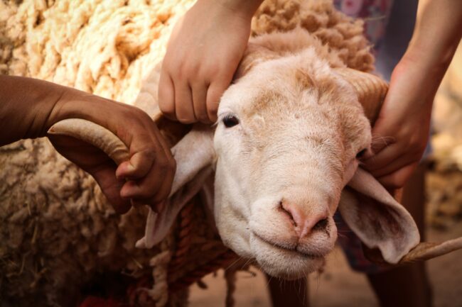 Qurban dalam Islam: Makna, Keutamaan, dan Cara Berqurban Sesuai Syariat ...